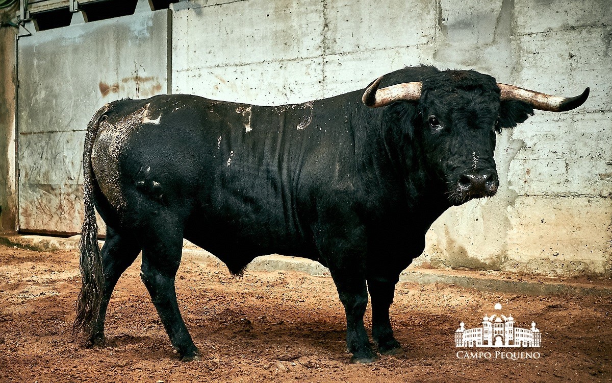 Toro de Manuel Assunção Coimbra